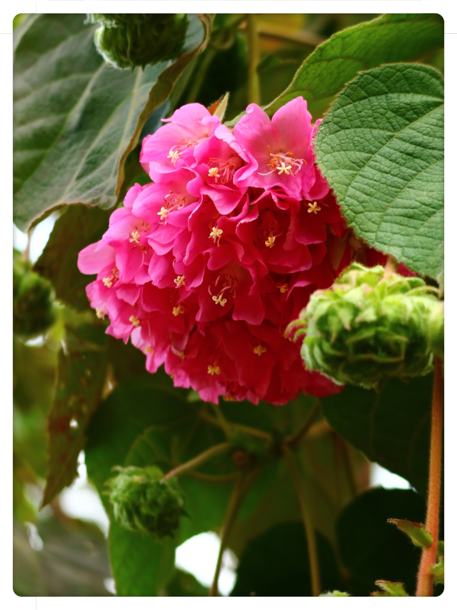 非洲木芙蓉,木芙蓉(第14页)_大山谷图库