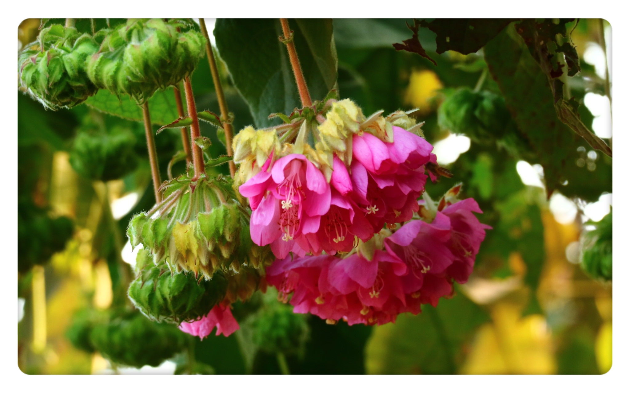 非洲木芙蓉,木芙蓉(第15页)_大山谷图库
