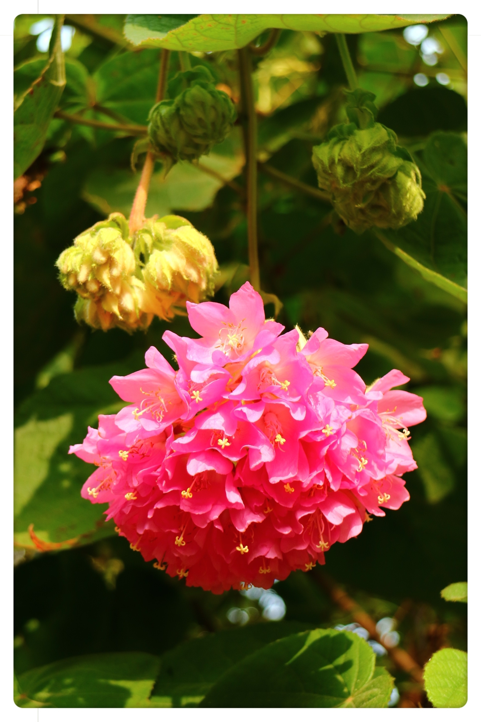 非洲木芙蓉,木芙蓉(第20页)_大山谷图库