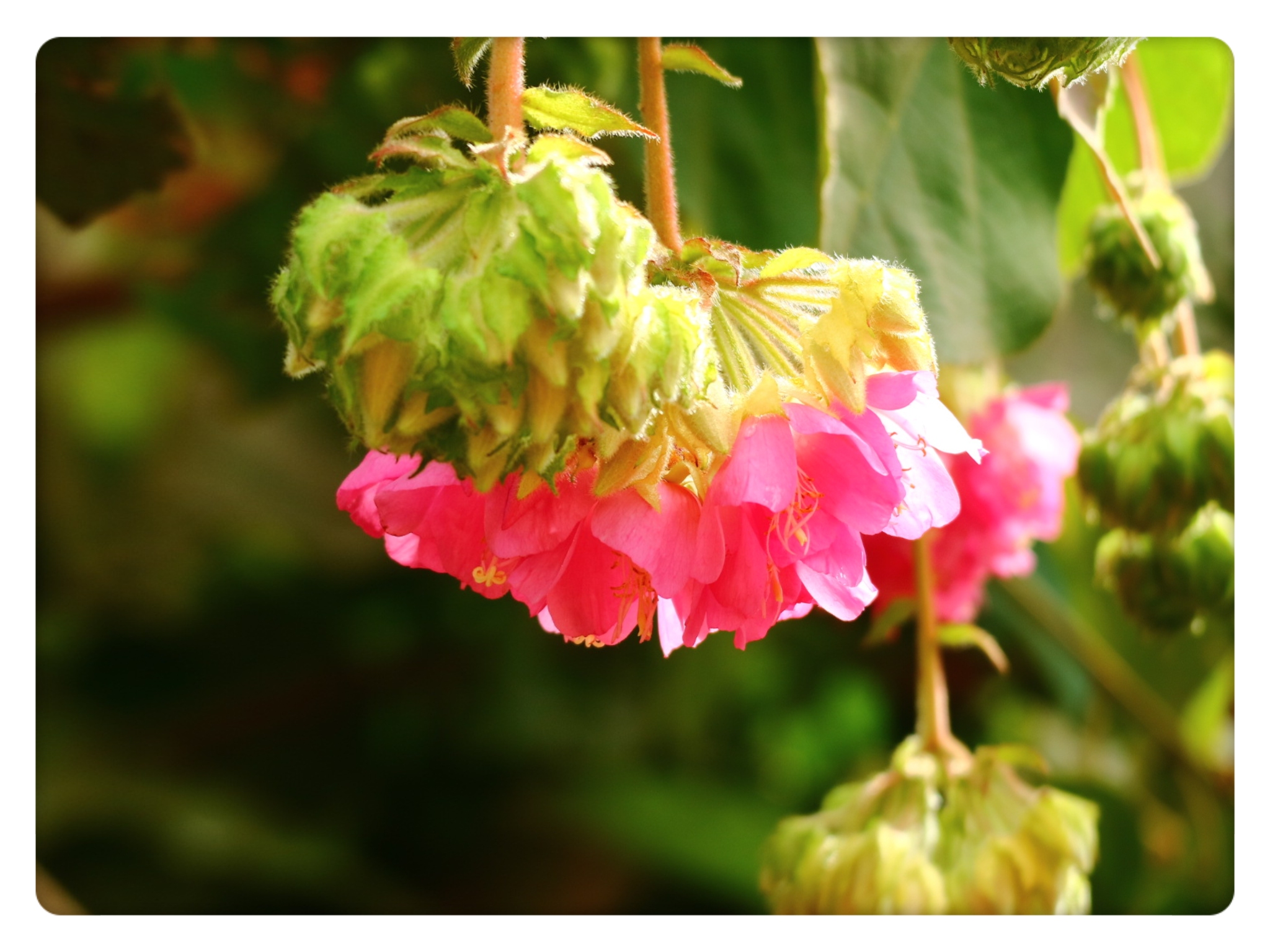 非洲木芙蓉,木芙蓉(第18页)_大山谷图库