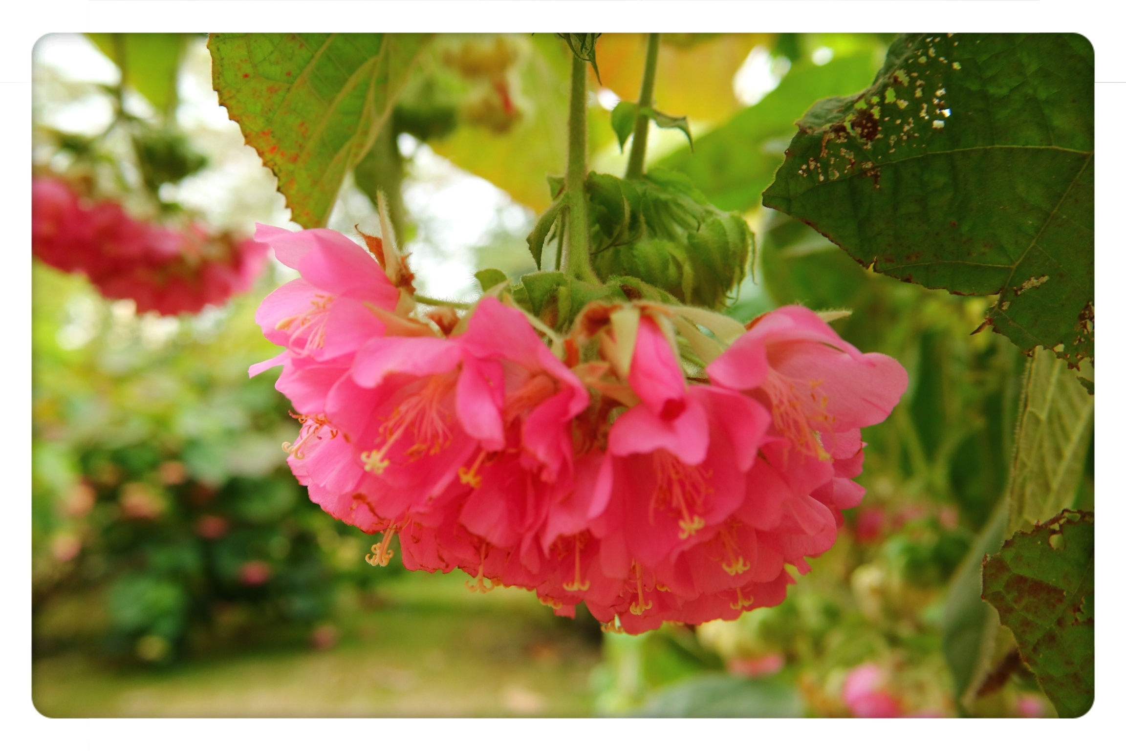 非洲木芙蓉,木芙蓉(第3页)_大山谷图库